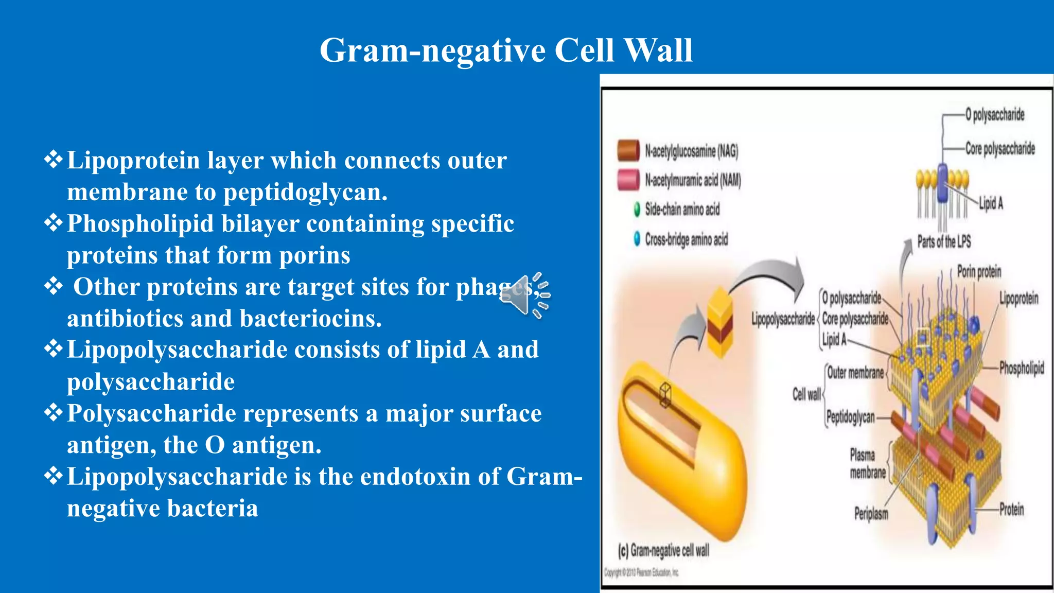 Morphology of bacteria lecture.pptx