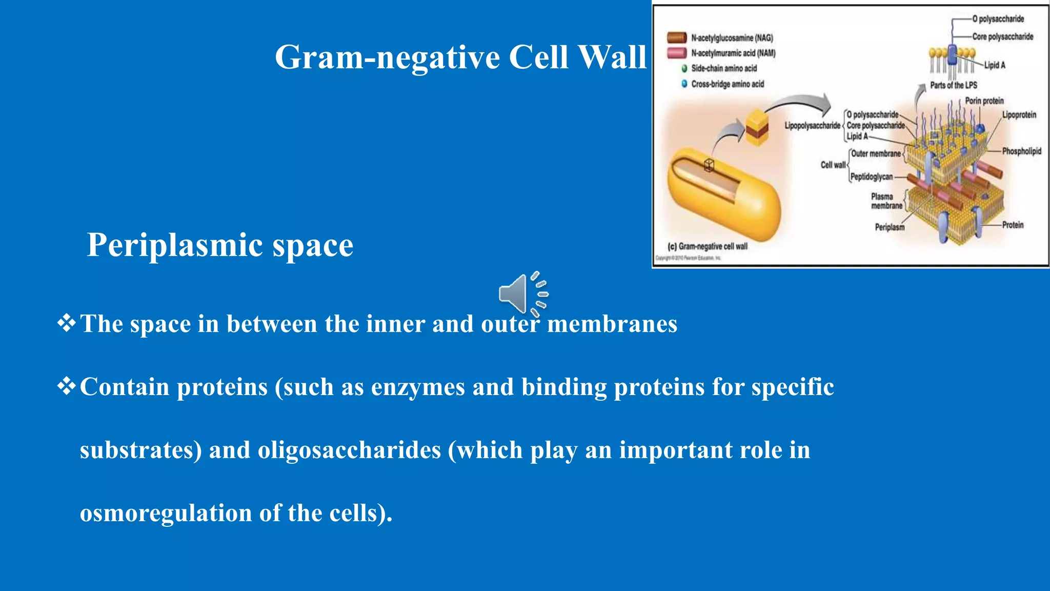 Morphology of bacteria lecture.pptx