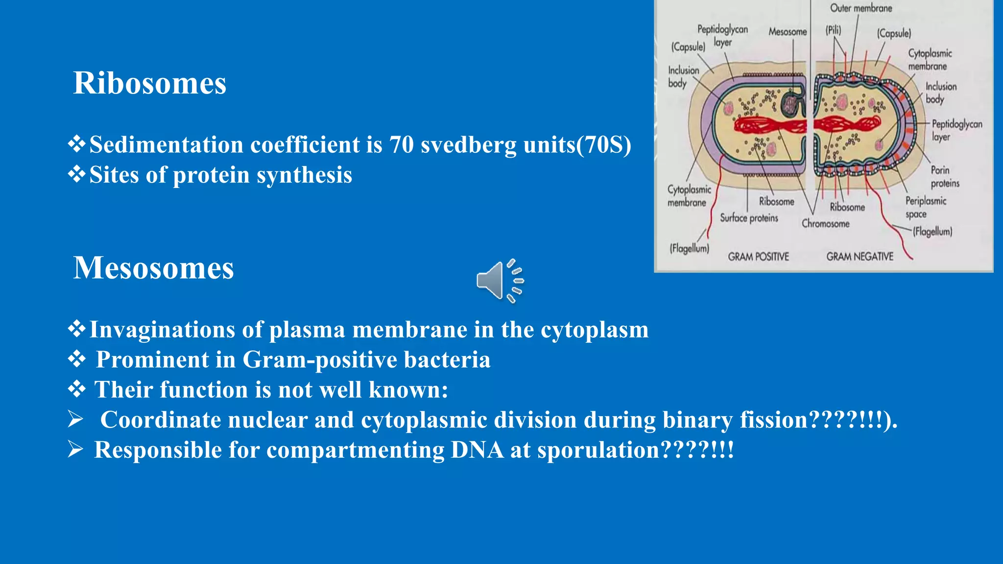 Morphology of bacteria lecture.pptx