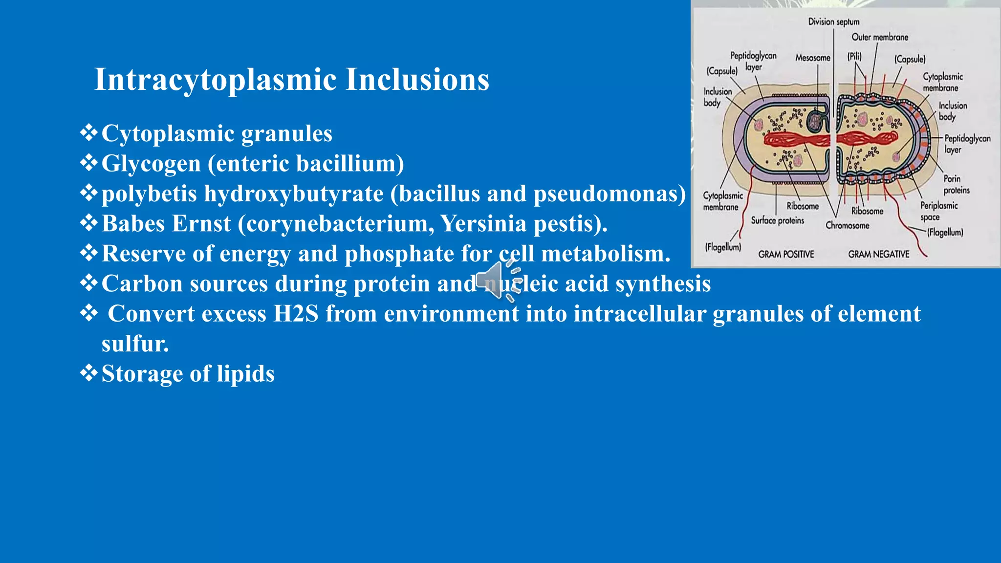 Morphology of bacteria lecture.pptx