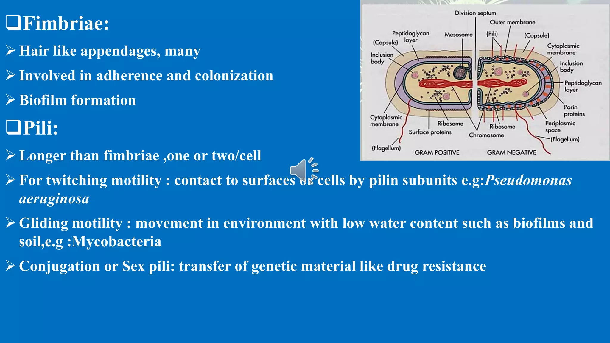 Morphology of bacteria lecture.pptx