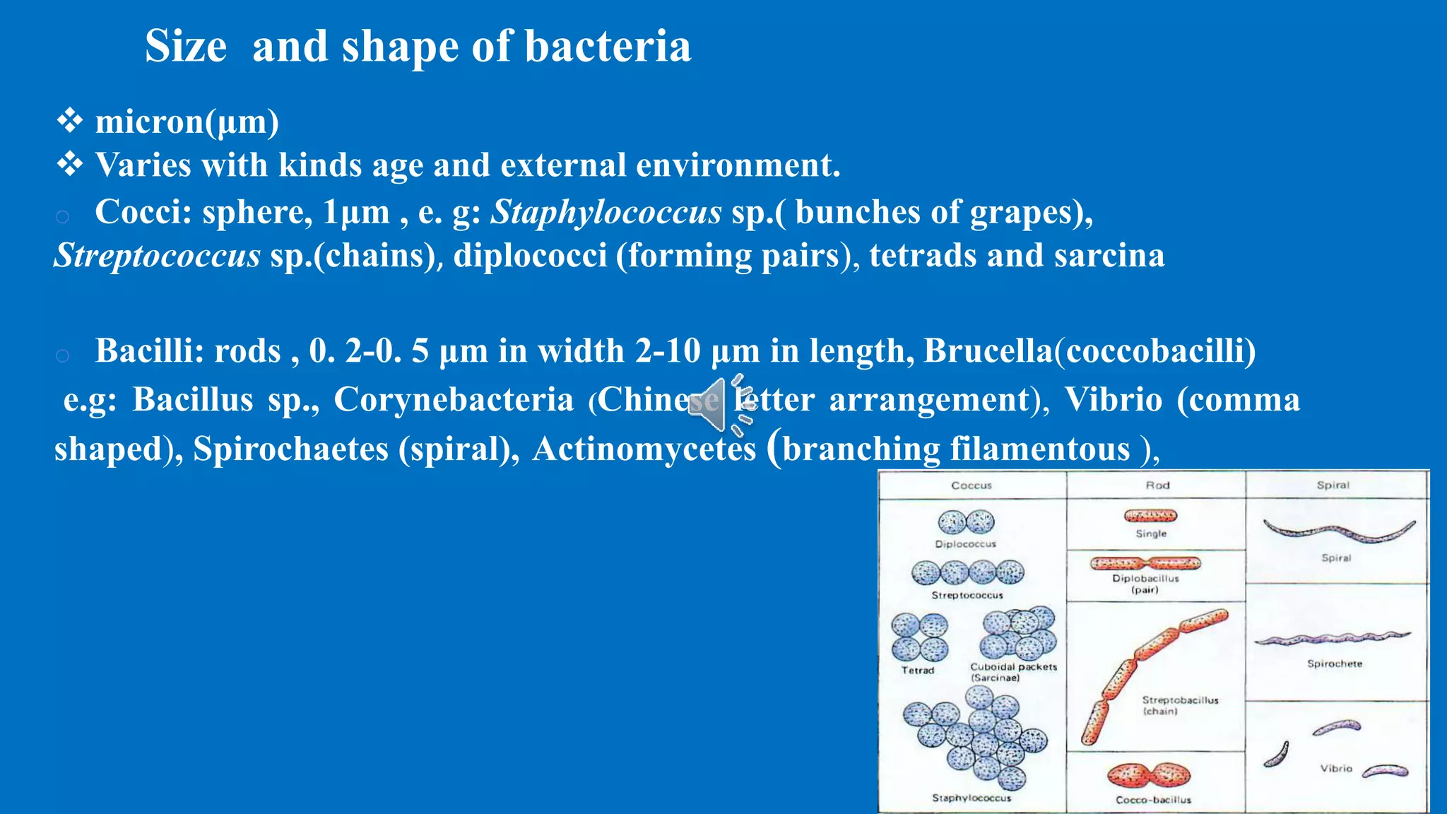 Morphology of bacteria lecture.pptx