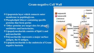 Morphology of bacteria lecture.pptx