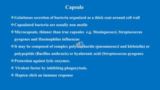 Morphology of bacteria lecture.pptx
