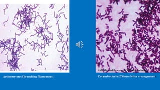 Morphology of bacteria lecture.pptx