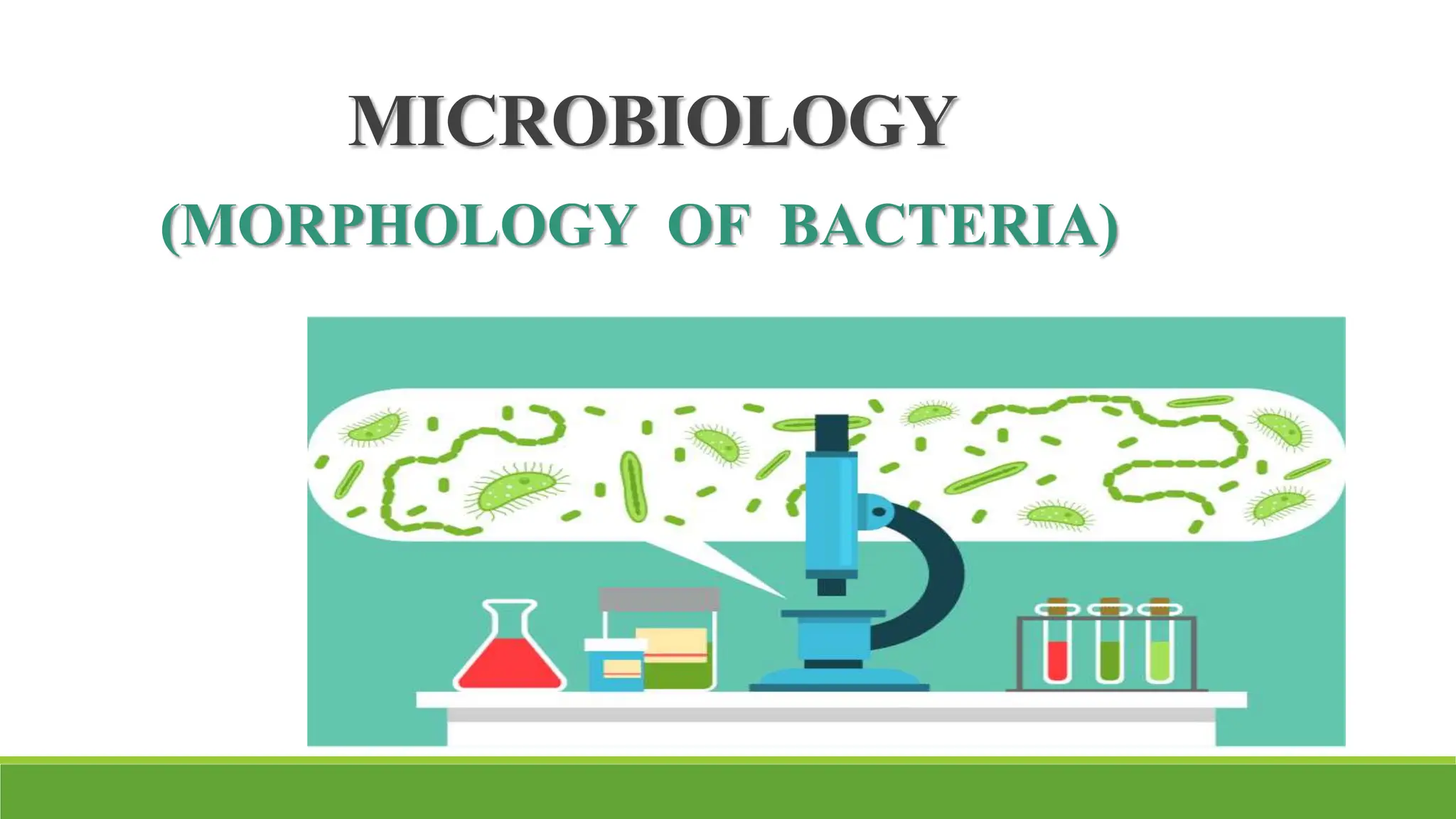 MORPHOLOGY OF BACTERIA pptx.pptx