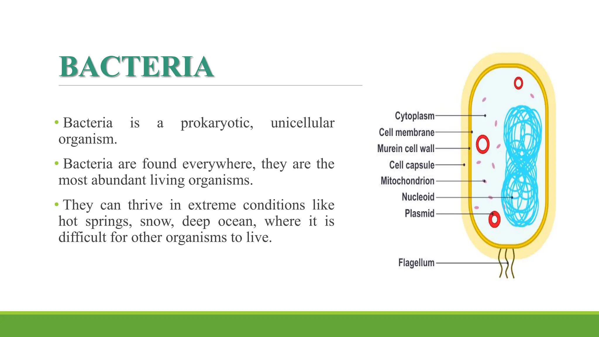 MORPHOLOGY OF BACTERIA pptx.pptx