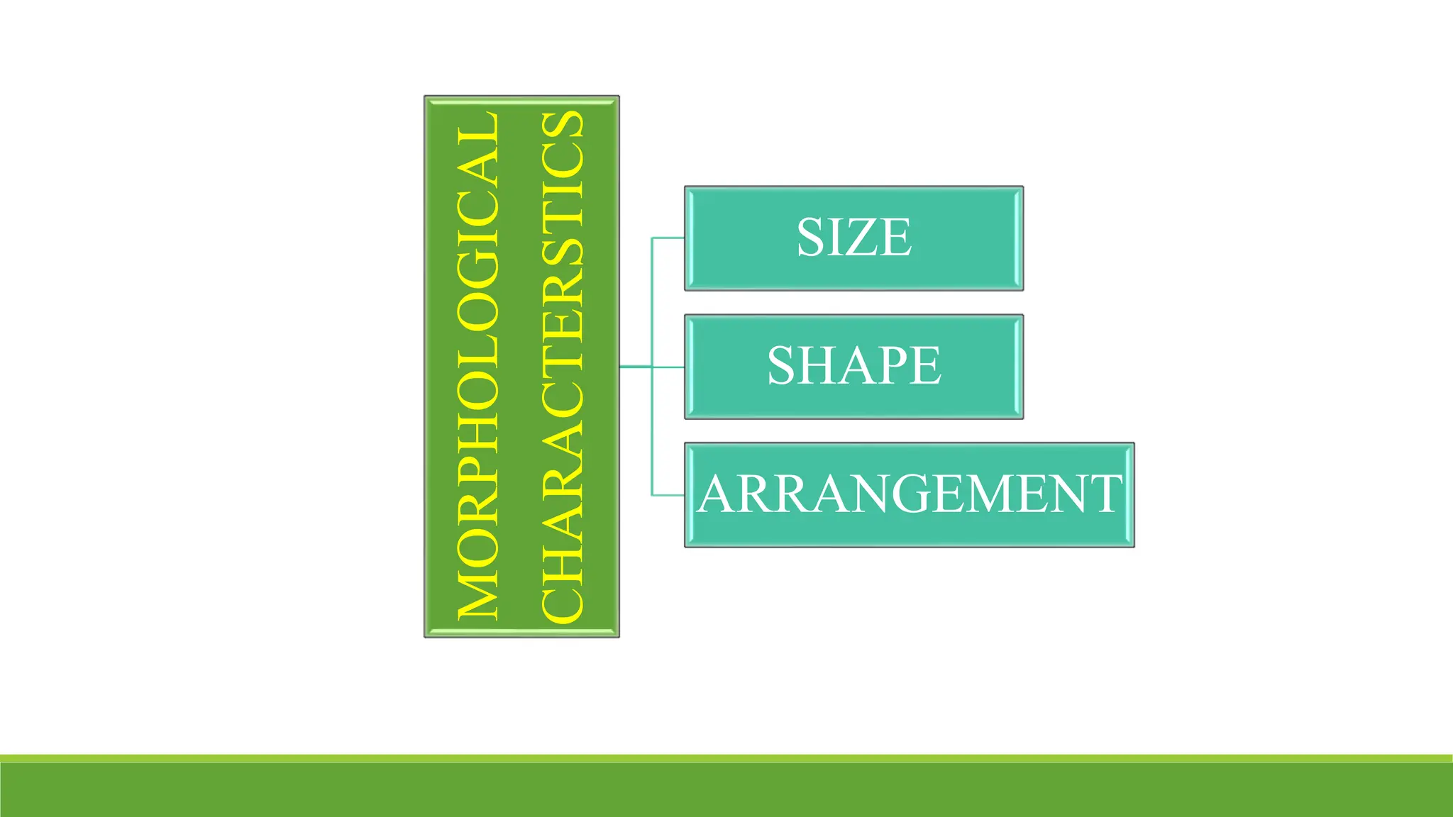 MORPHOLOGY OF BACTERIA pptx.pptx