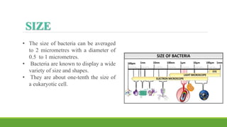 MORPHOLOGY OF BACTERIA pptx.pptx
