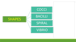 MORPHOLOGY OF BACTERIA pptx.pptx
