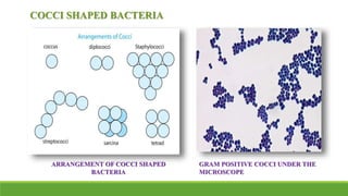MORPHOLOGY OF BACTERIA pptx.pptx