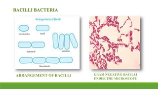 MORPHOLOGY OF BACTERIA pptx.pptx