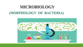 MORPHOLOGY OF BACTERIA pptx.pptx