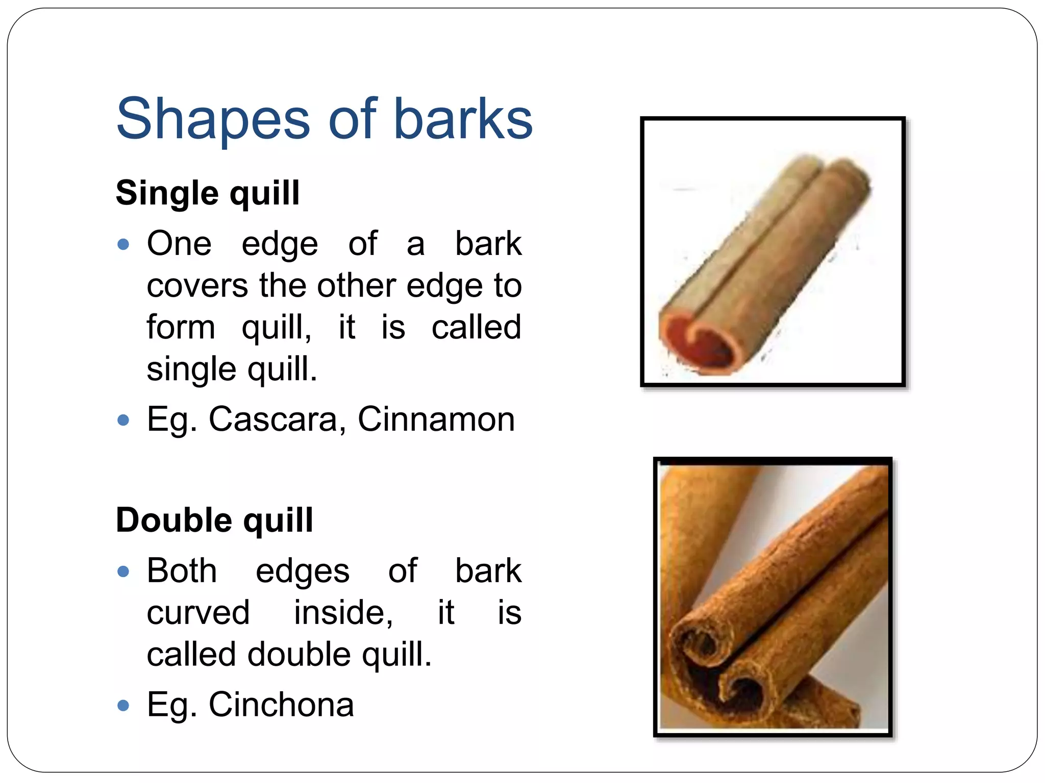 morphology of bark.ppt