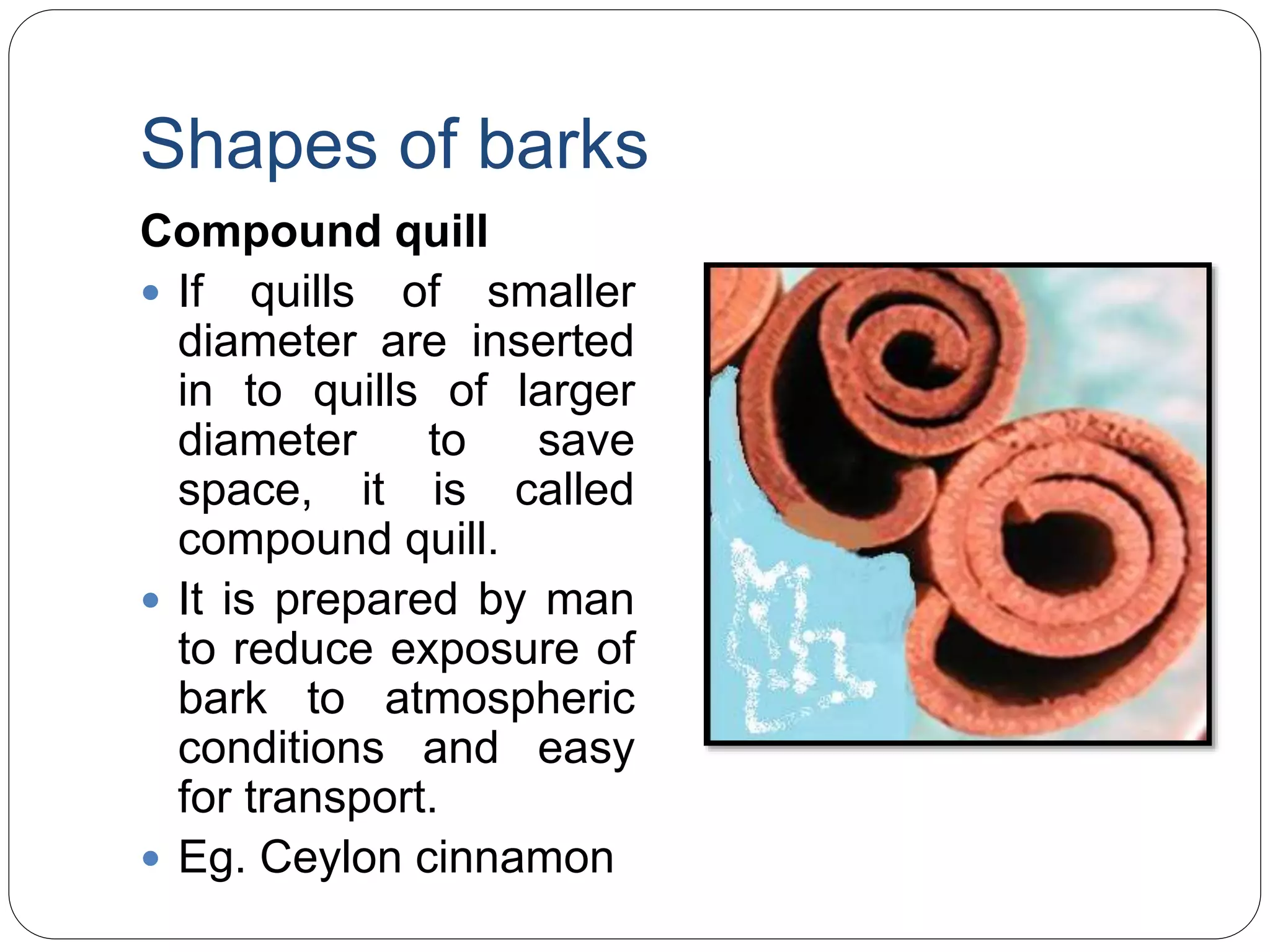 morphology of bark.ppt