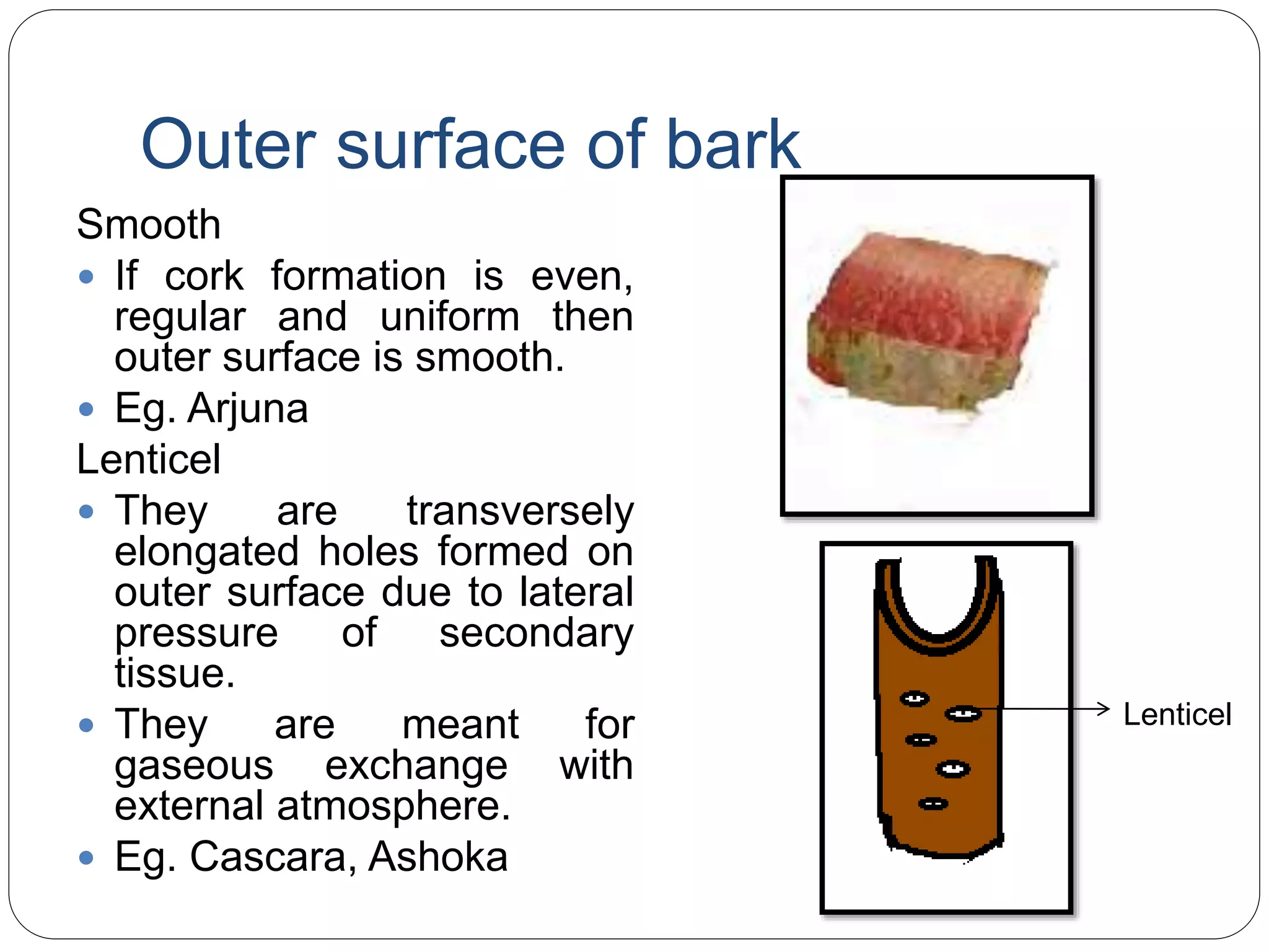 morphology of bark.ppt