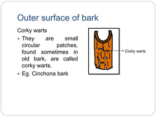 morphology of bark.ppt