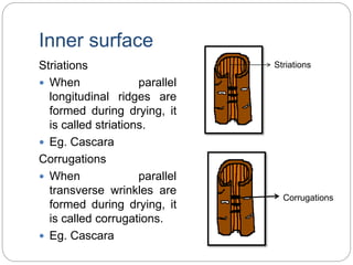 morphology of bark.ppt