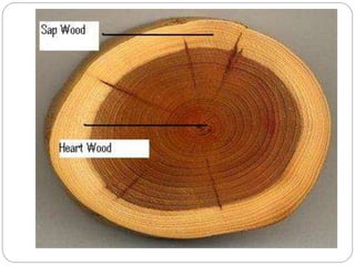 morphology of bark.ppt