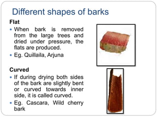 morphology of bark.ppt
