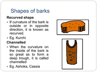 morphology of bark.ppt