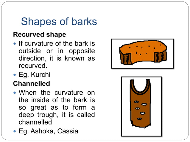 morphology of bark.ppt