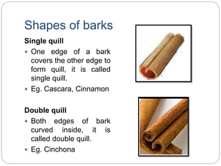 morphology of bark.ppt