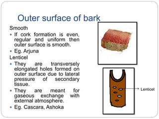 morphology of bark.ppt