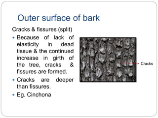 morphology of bark.ppt