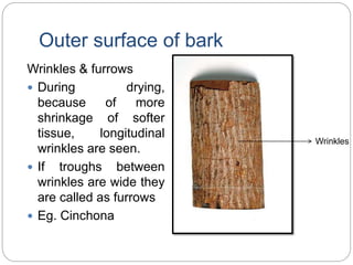 morphology of bark.ppt