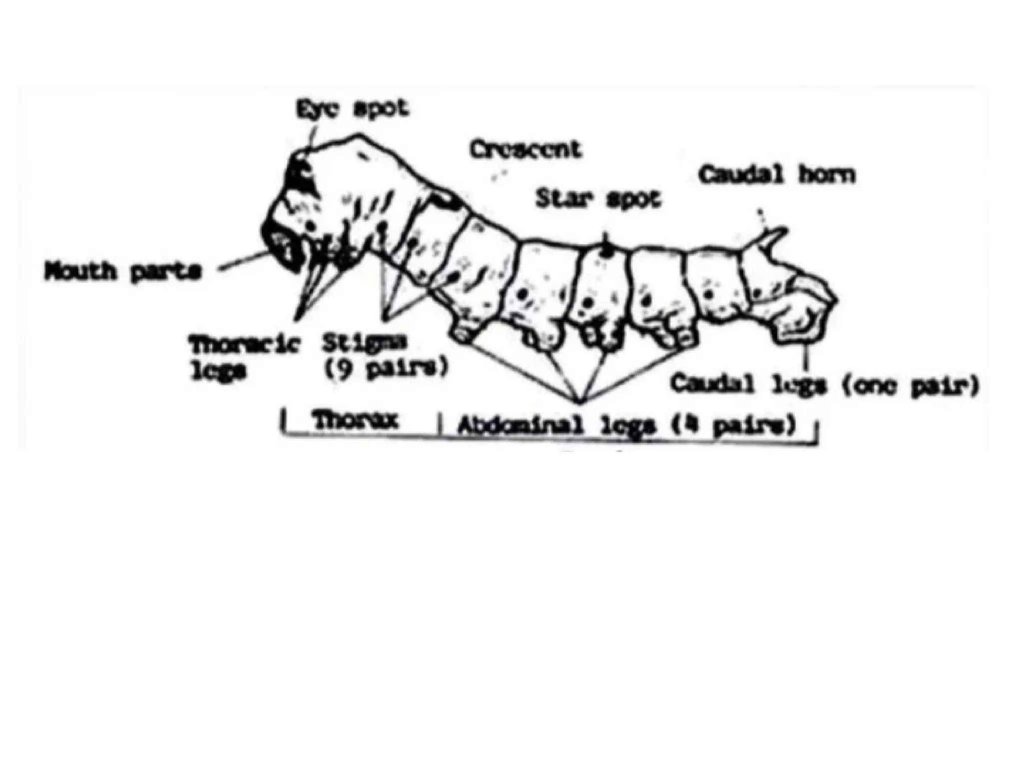Morphology of body segments of insecta. PPT | PPTX