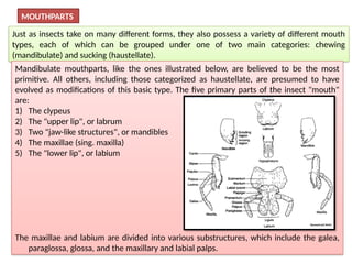 Morphology of body segments of insecta. PPT | PPTX