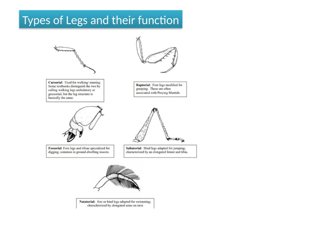 Morphology of body segments of insecta. PPT | PPTX