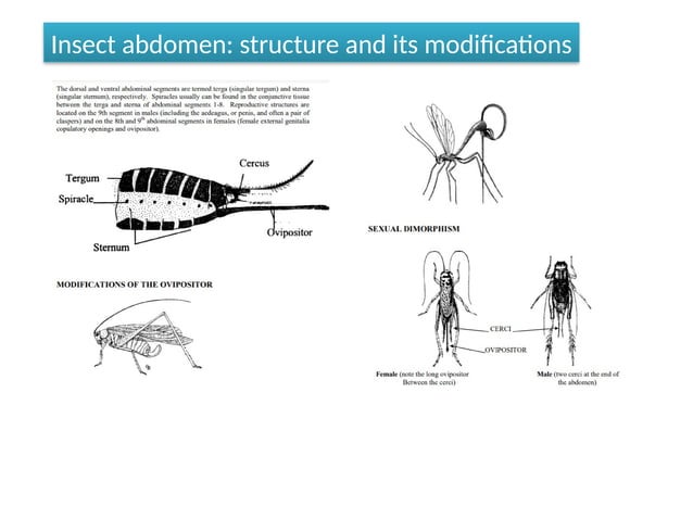 Morphology of body segments of insecta. PPT | PPTX