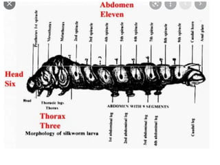 Morphology of body segments of insecta. PPT | PPTX