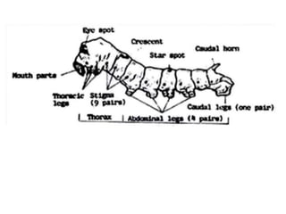 Morphology of body segments of insecta. PPT | PPTX