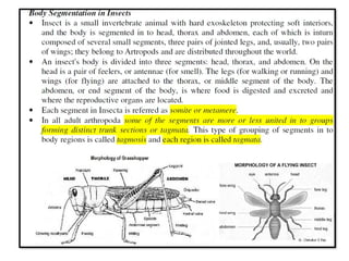 Morphology of body segments of insecta. PPT | PPTX