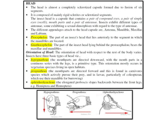 Morphology of body segments of insecta. PPT | PPTX