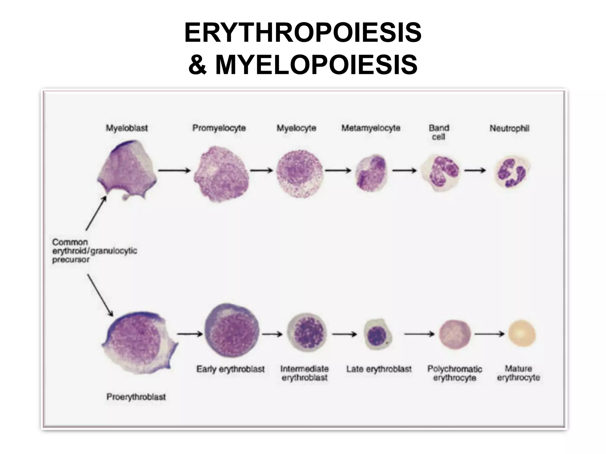 Morphology of bone marrow aspirates - Dr Hurwitz.pdf