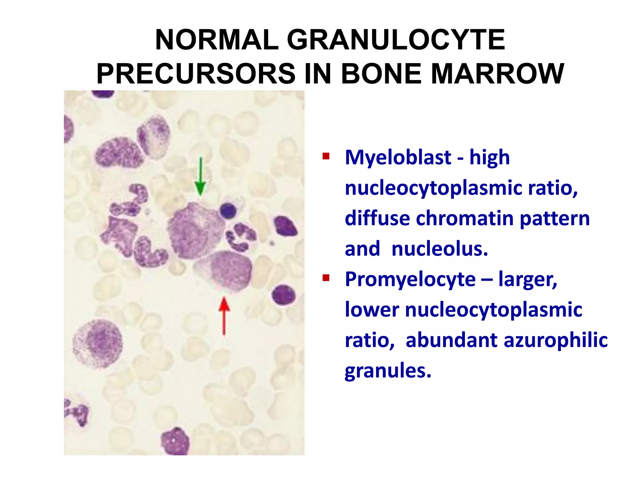 Morphology of bone marrow aspirates - Dr Hurwitz.pdf