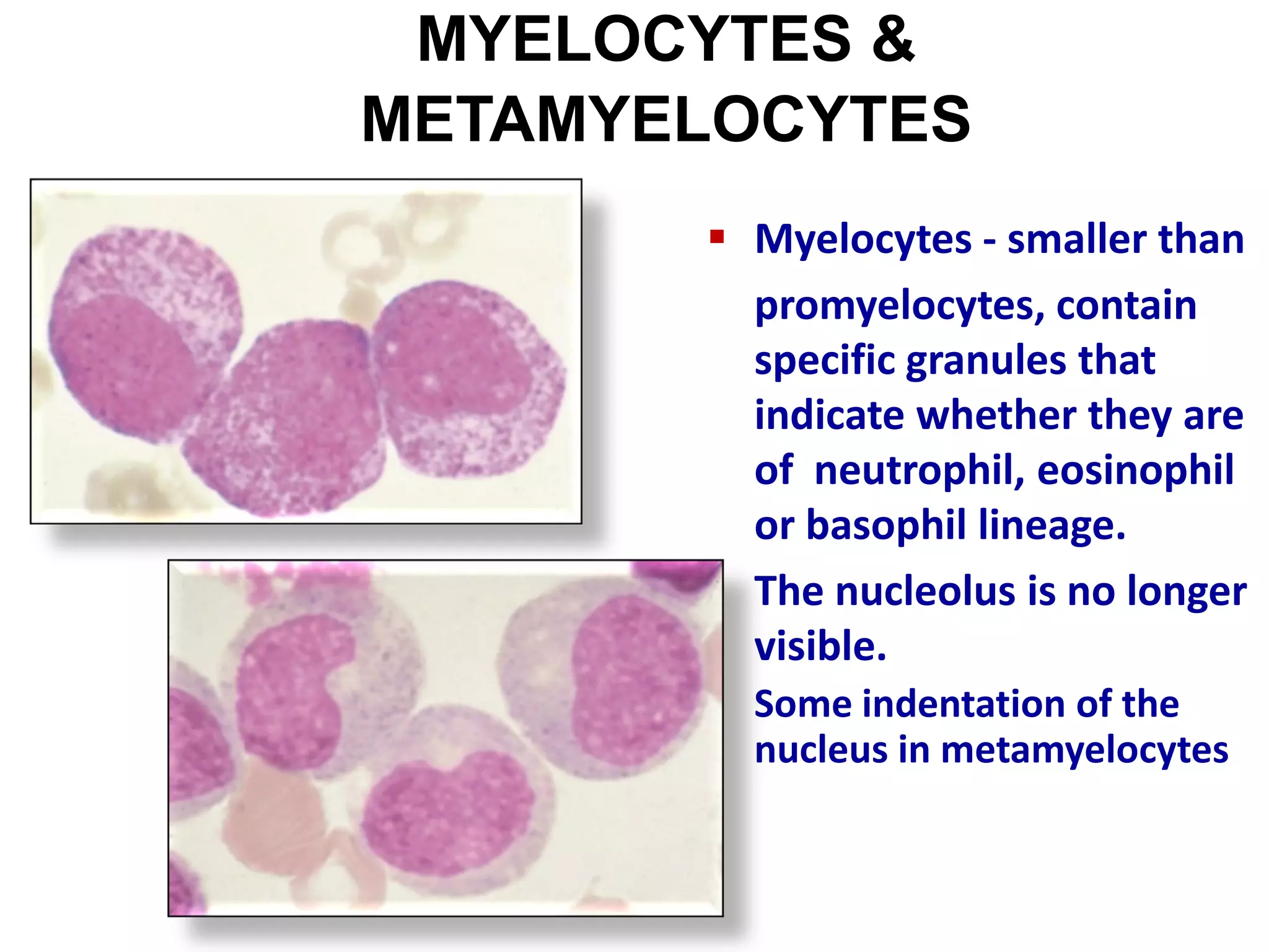 Morphology of bone marrow aspirates - Dr Hurwitz.pdf