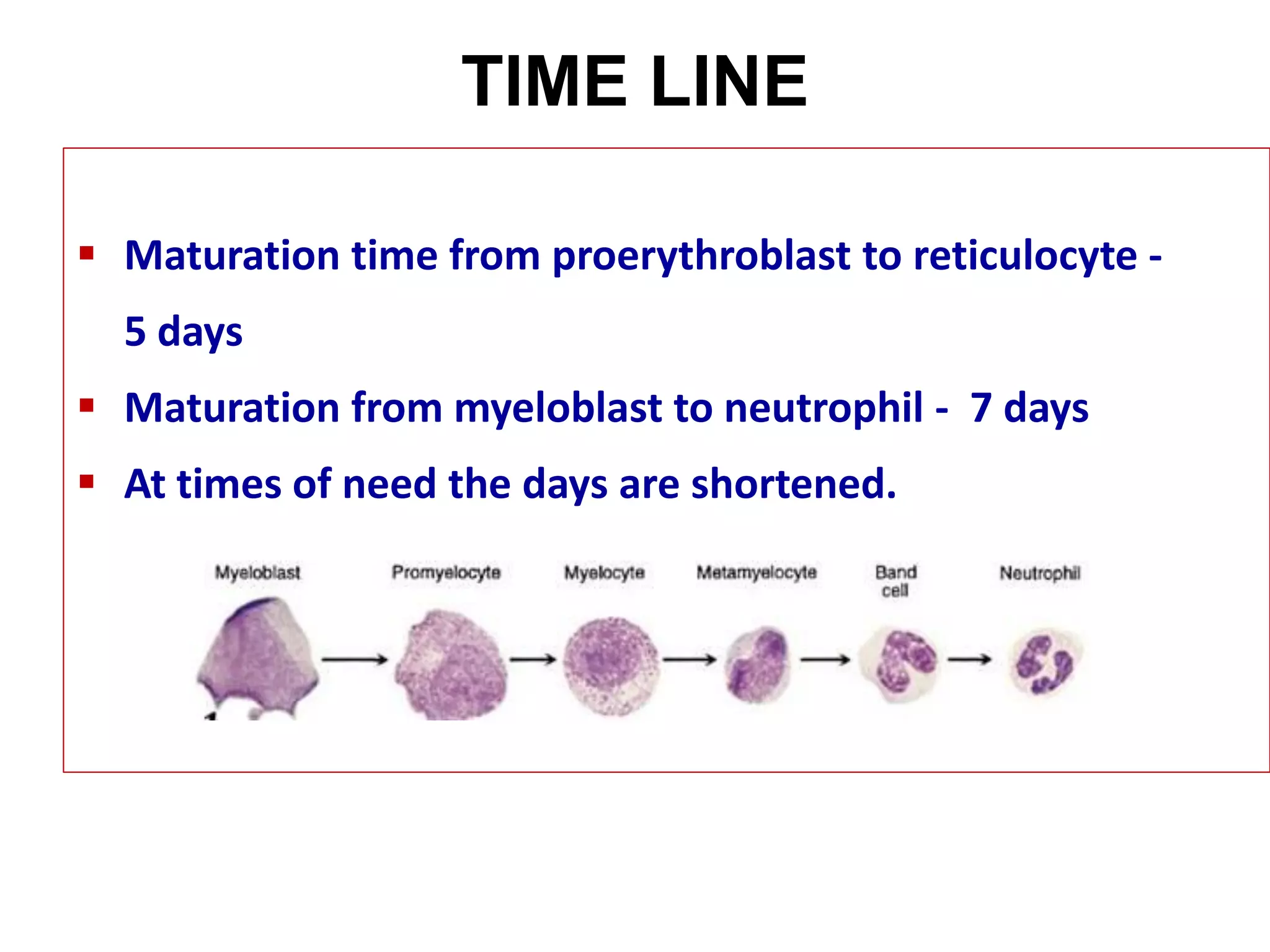 Morphology of bone marrow aspirates - Dr Hurwitz.pdf