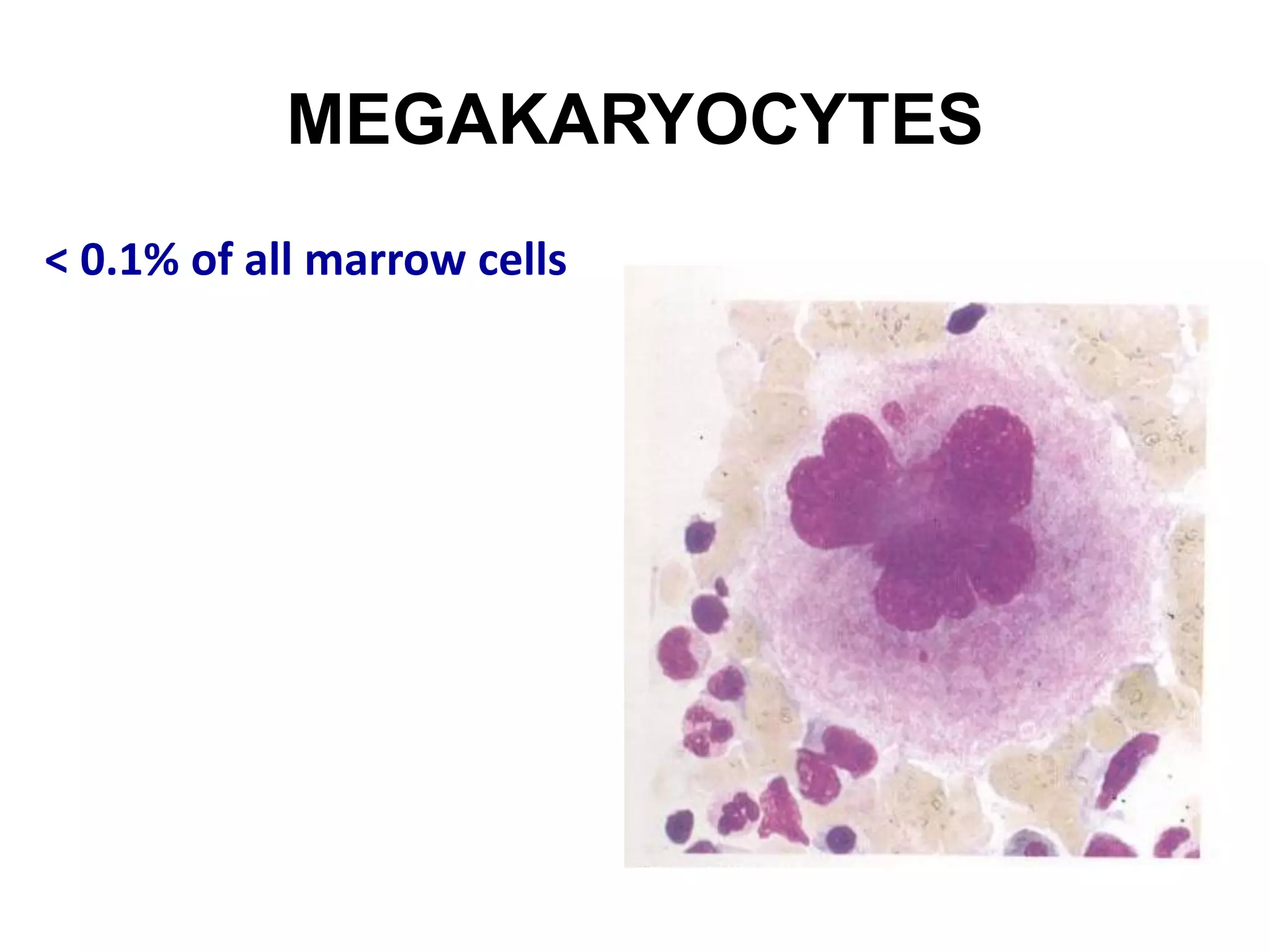 Morphology of bone marrow aspirates - Dr Hurwitz.pdf