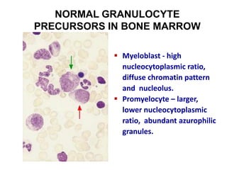 Morphology of bone marrow aspirates - Dr Hurwitz.pdf