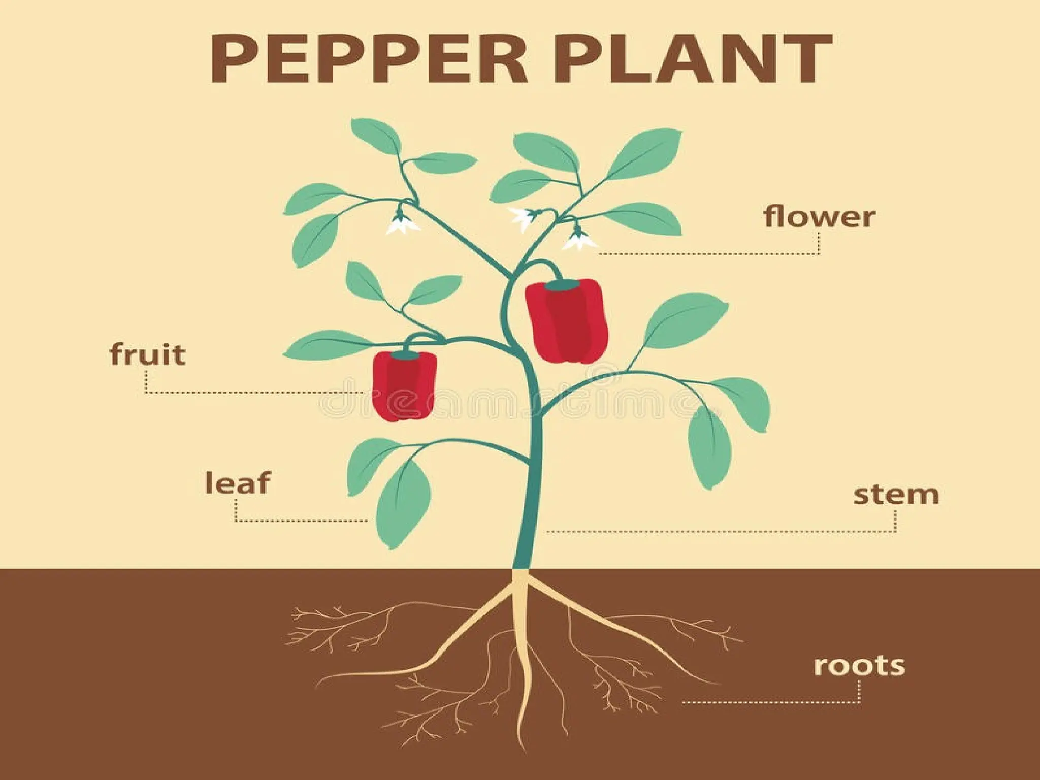 Morphology__of_Capsicum_20102014.ppt.ppt