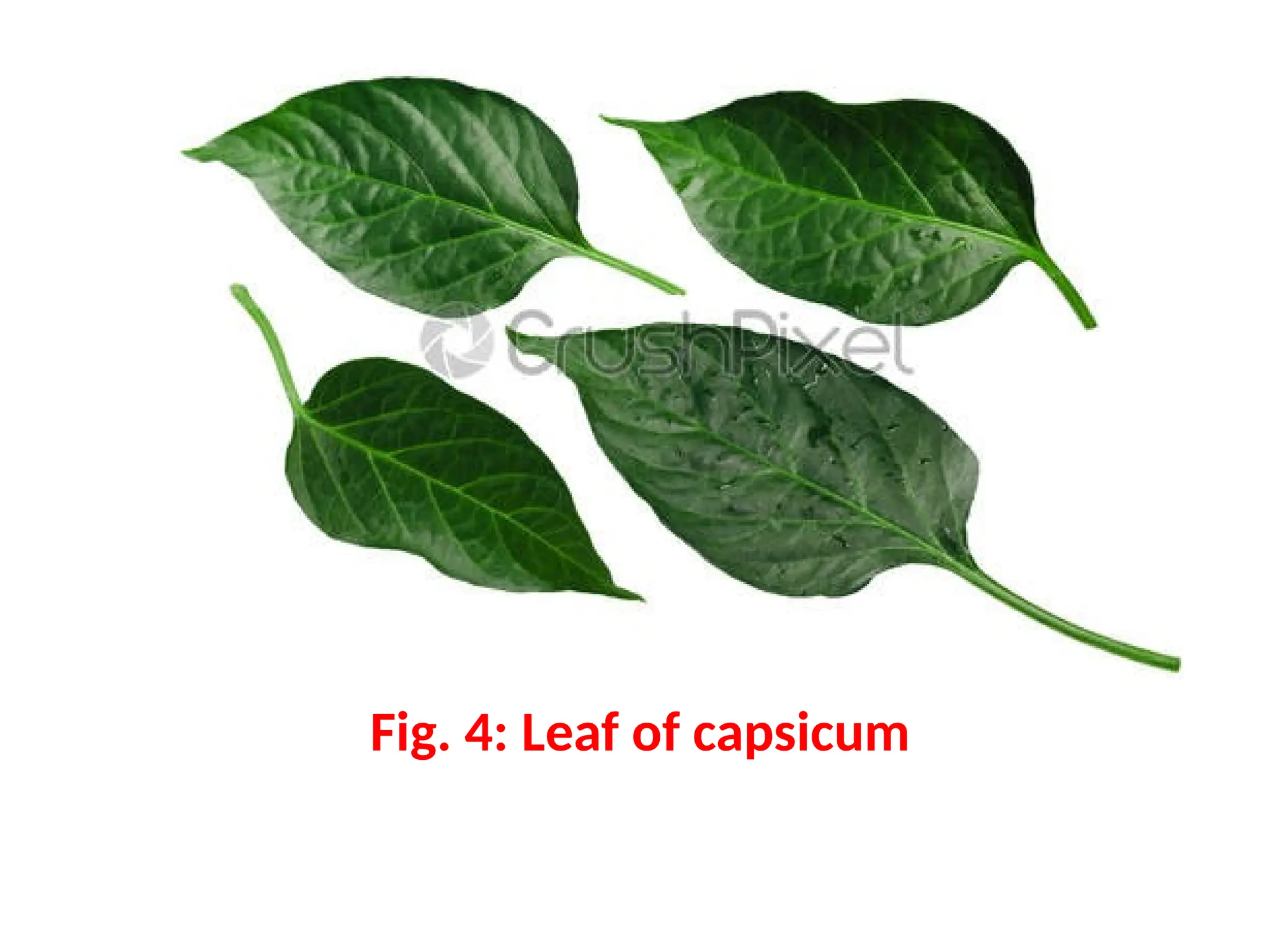 Morphology__of_Capsicum_20102014.ppt.ppt