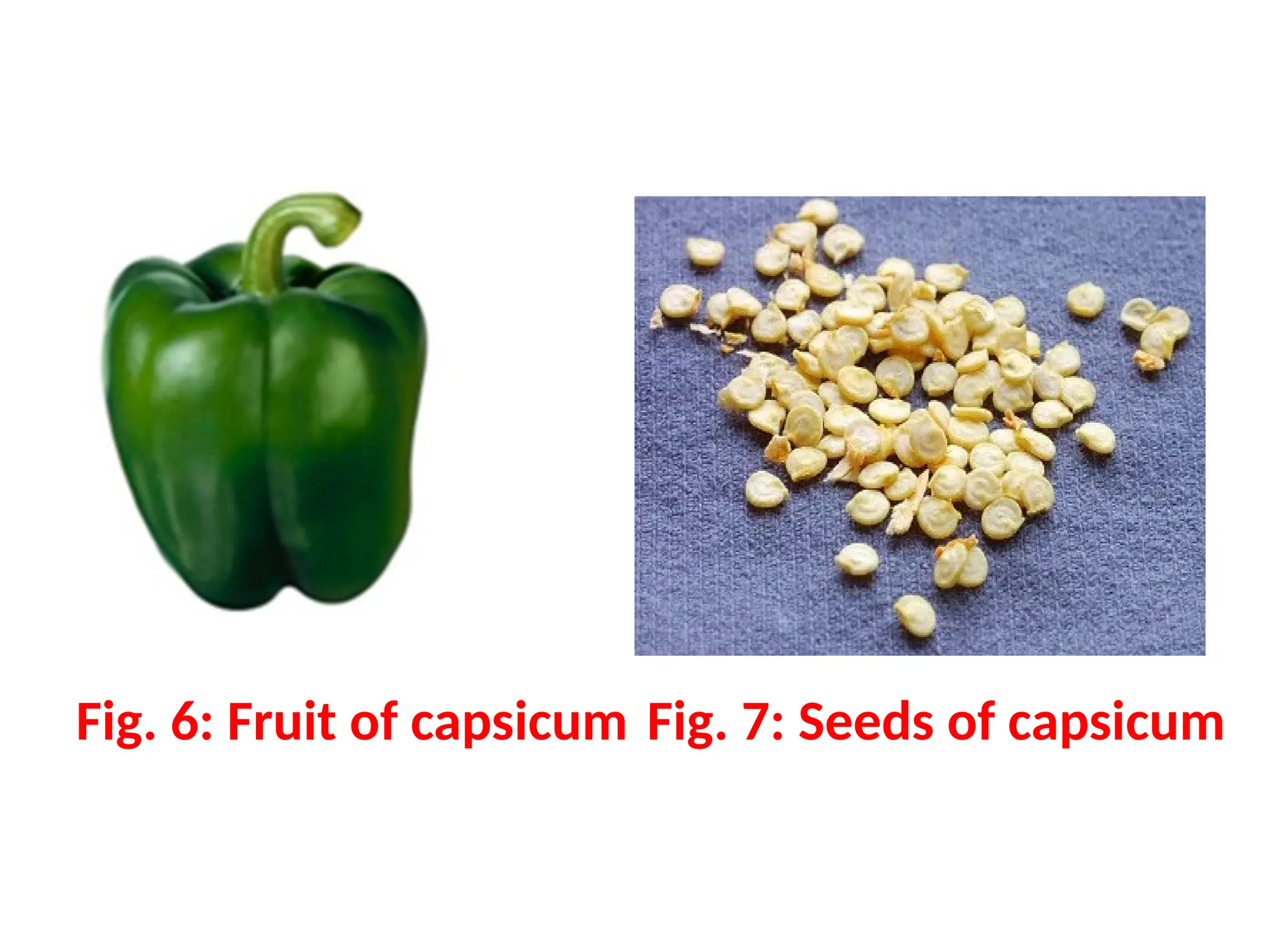 Morphology__of_Capsicum_20102014.ppt.ppt