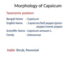 Morphology__of_Capsicum_20102014.ppt.ppt