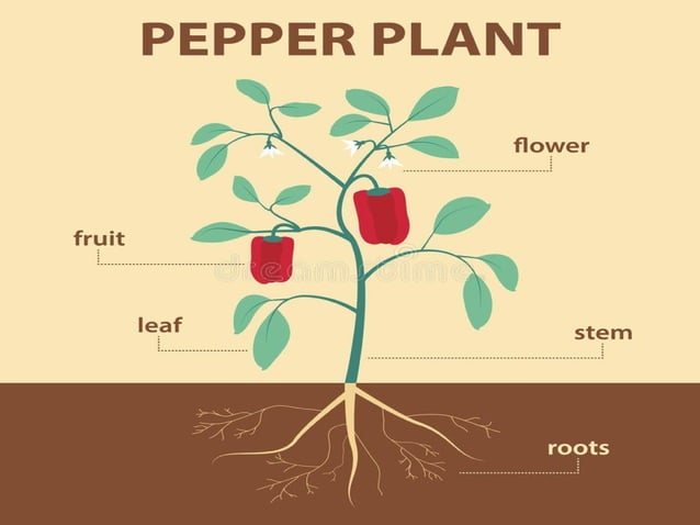 Morphology__of_Capsicum_20102014.ppt.ppt