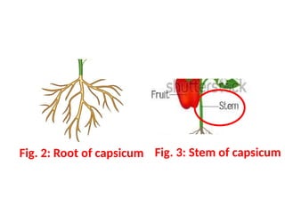 Morphology__of_Capsicum_20102014.ppt.ppt